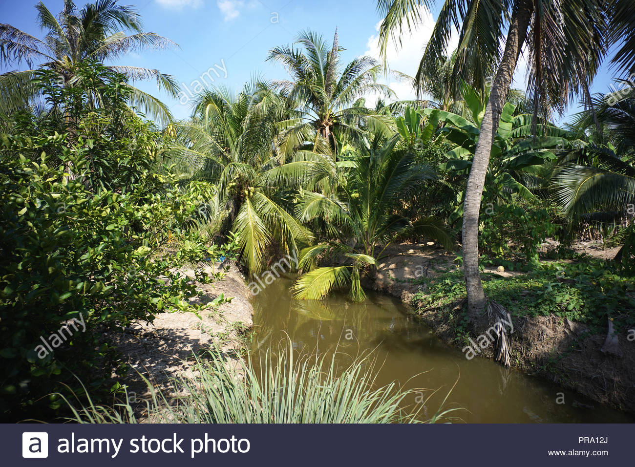 Coconut Farm Thailand Stock Photos & Coconut Farm Thailand Stock Images ...