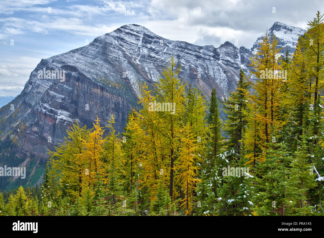Yellow larches in Autumn above Lake Louise in Banff National Park ...