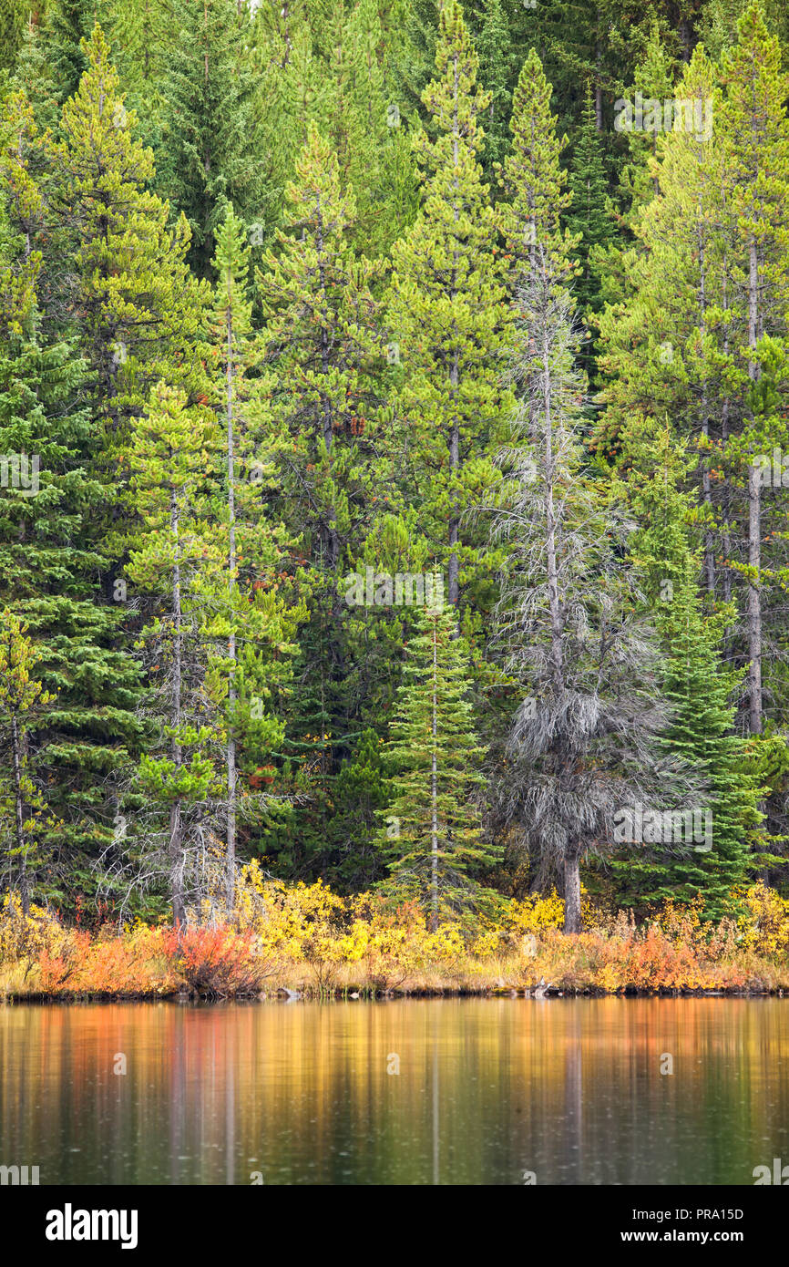 A background of a forest and a mountain lake in Banff National Park ...
