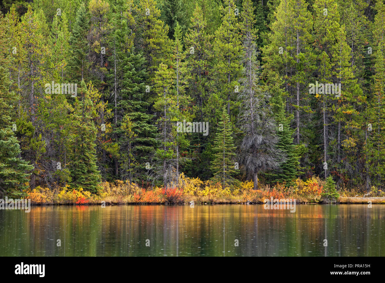 A background of a forest and a mountain lake in Banff National Park ...