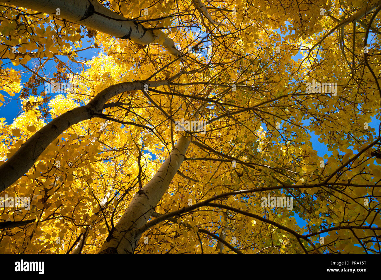 Looking up at a poplar tree in fall with bright backlit yellow leaves ...