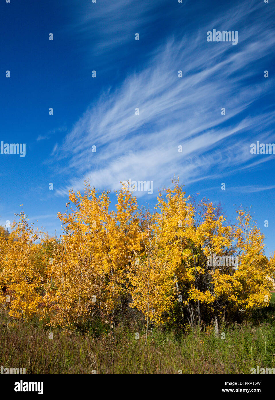 Trees with colorful autumn colors in Calgary, Alberta, Canada Stock ...