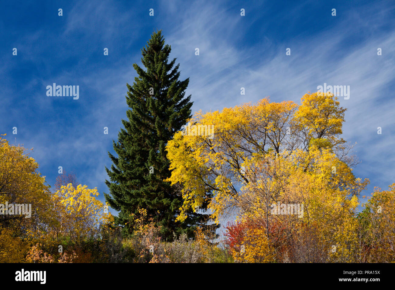 Trees with colorful autumn colors in Calgary, Alberta, Canada Stock ...