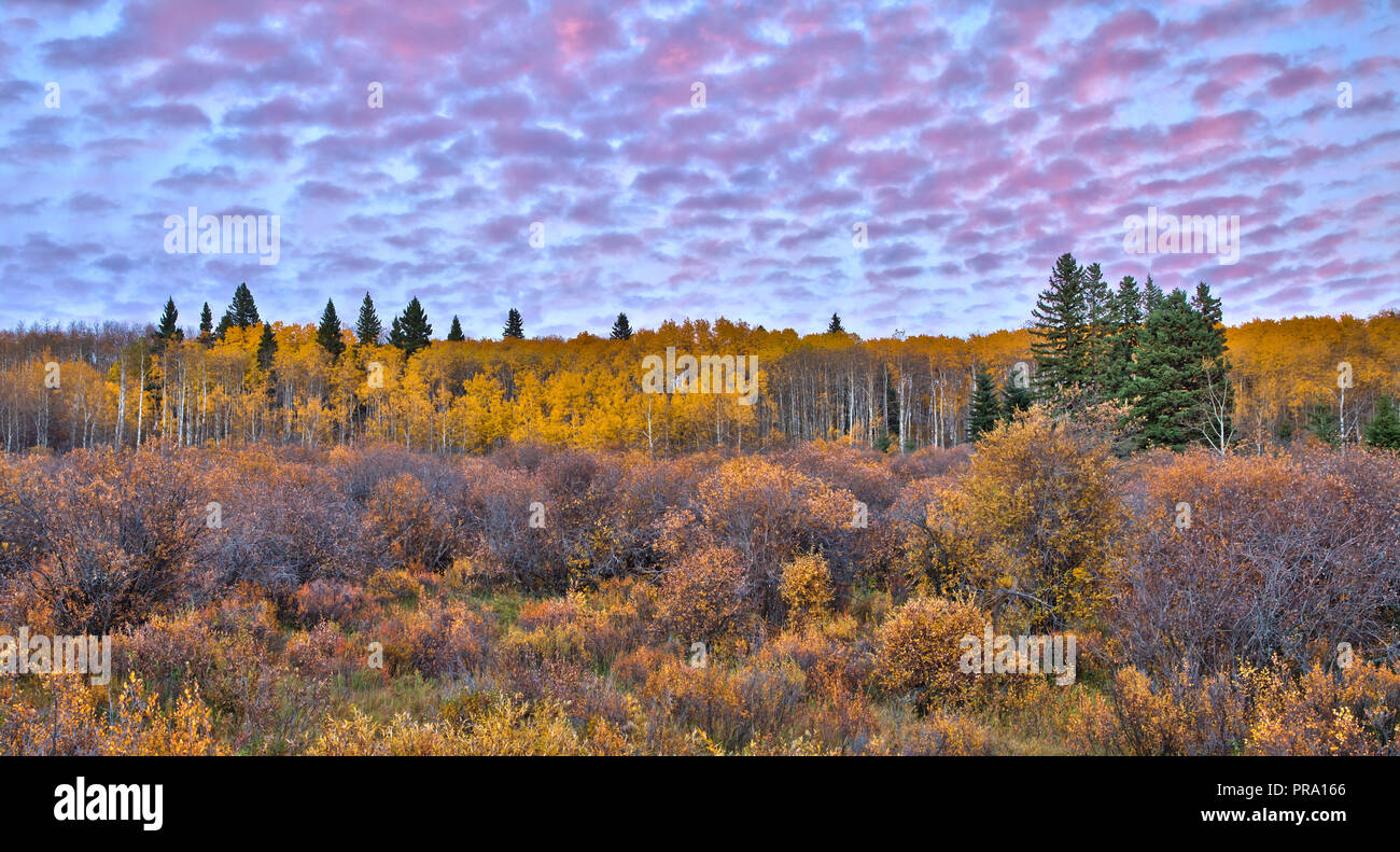 A hillside covered in colorful autumn trees, Alberta, Canada Stock ...