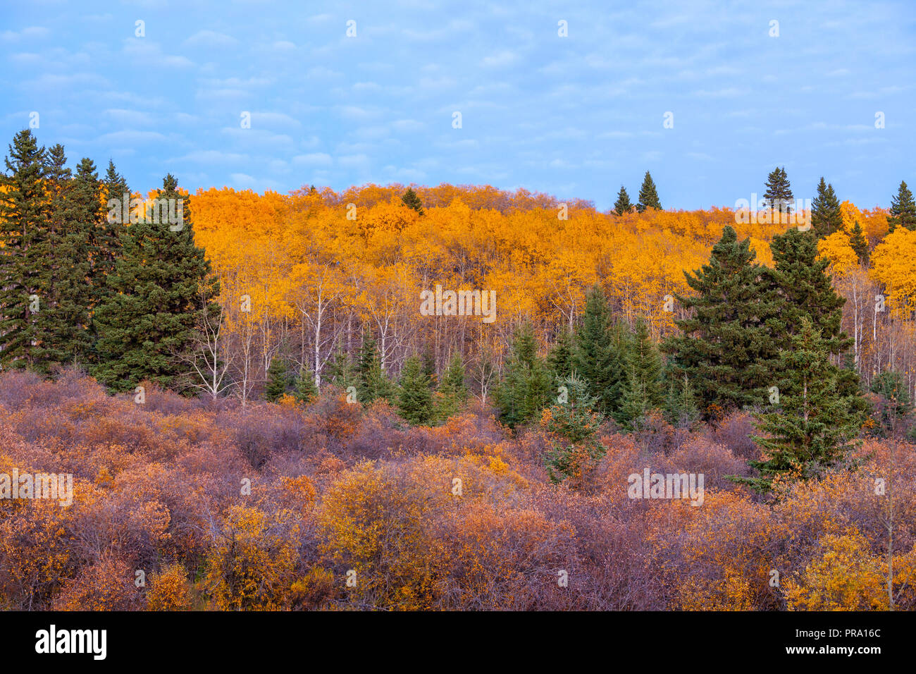 Hillside covered with fall colors hi-res stock photography and images ...