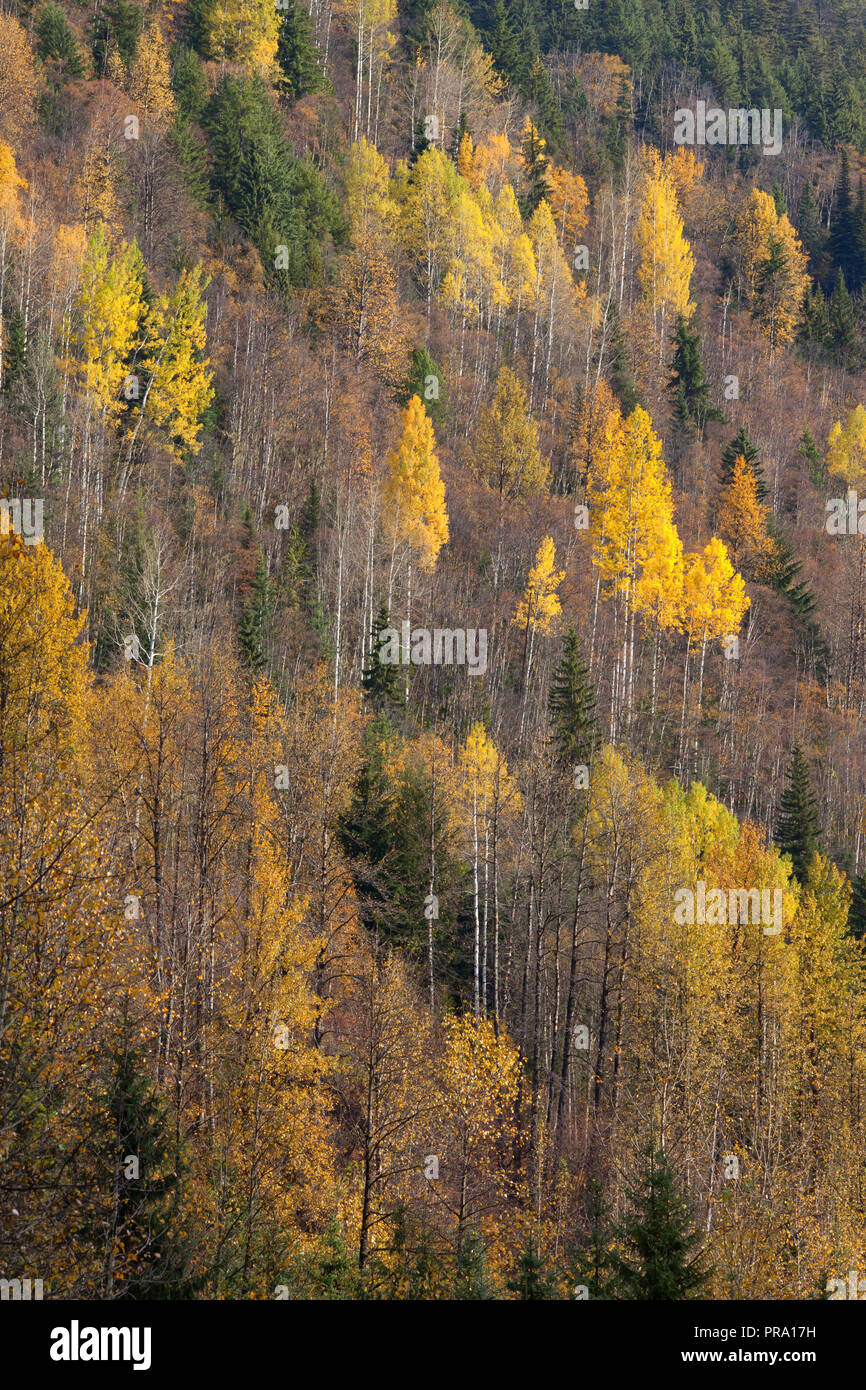 Trees british columbia hi-res stock photography and images - Alamy