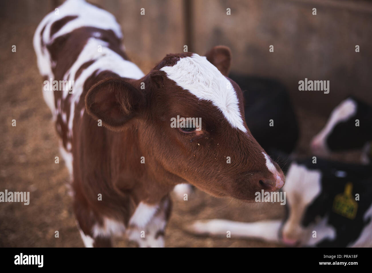 Newborn Brown Calf Stock Photo - Alamy