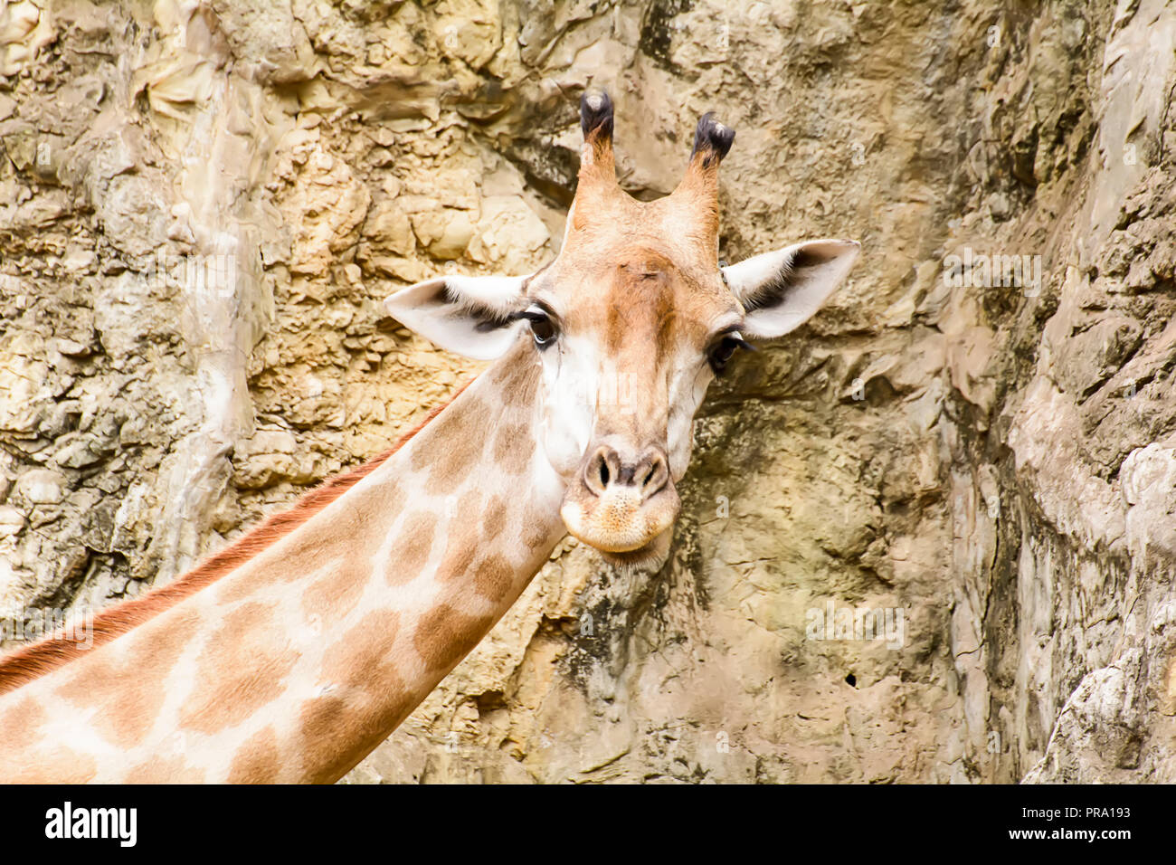 A giraffe closeup take in a zoo Stock Photo - Alamy