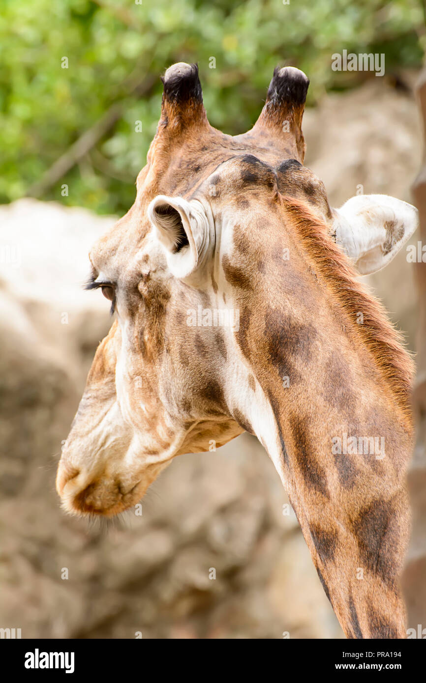 A giraffe closeup take in a zoo Stock Photo - Alamy