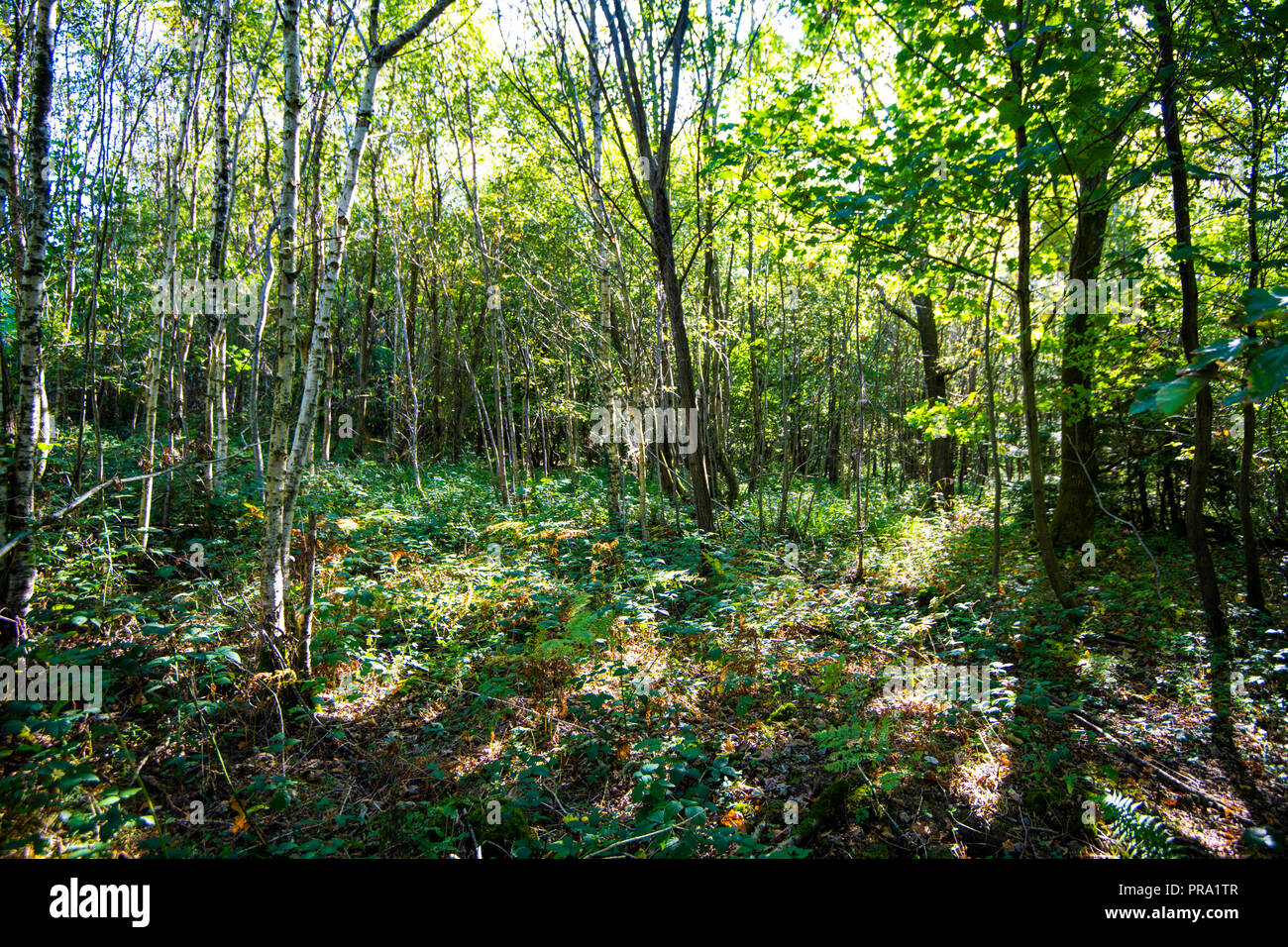 Beautiful Ashes Wood at Netherfield, East Sussex, England Stock Photo ...