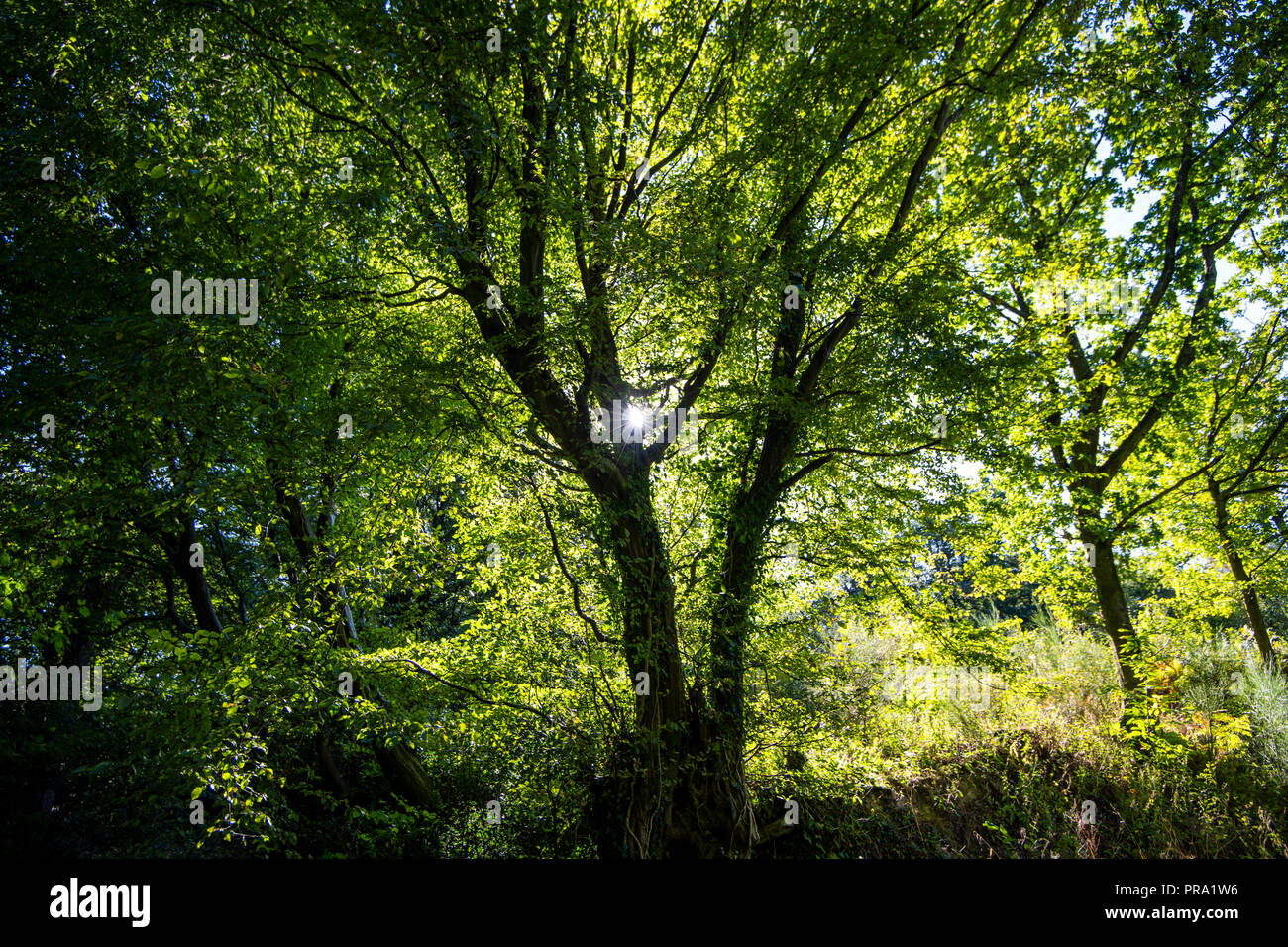 Beautiful Ashes Wood at Netherfield, East Sussex, England Stock Photo ...