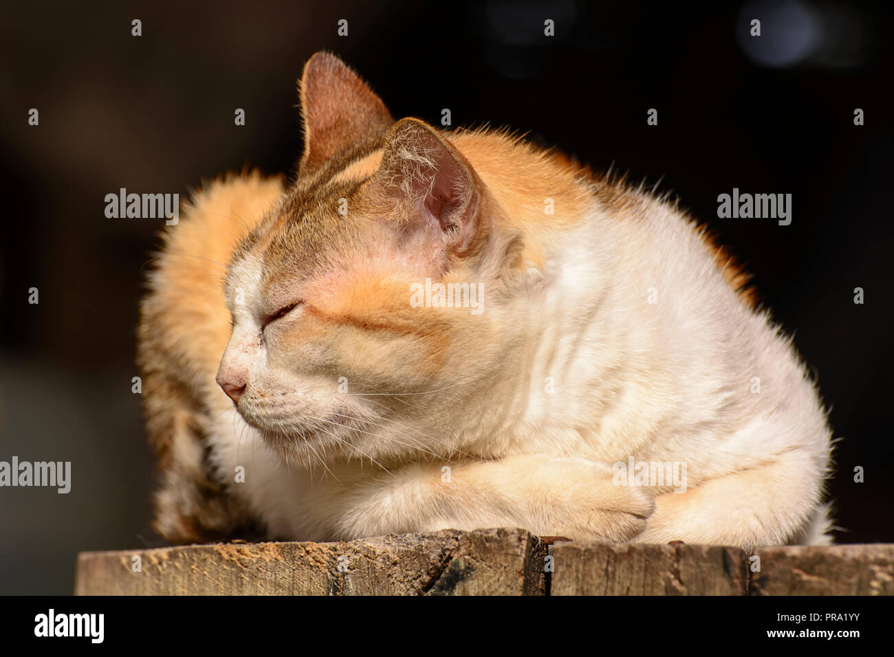 The cats are cute animals Stock Photo - Alamy