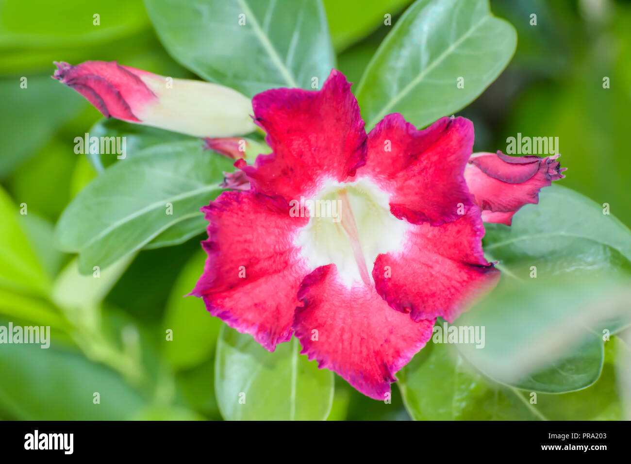 Desert Rose is a bright-colored flowers. Desert Roses are Thai Flower ...