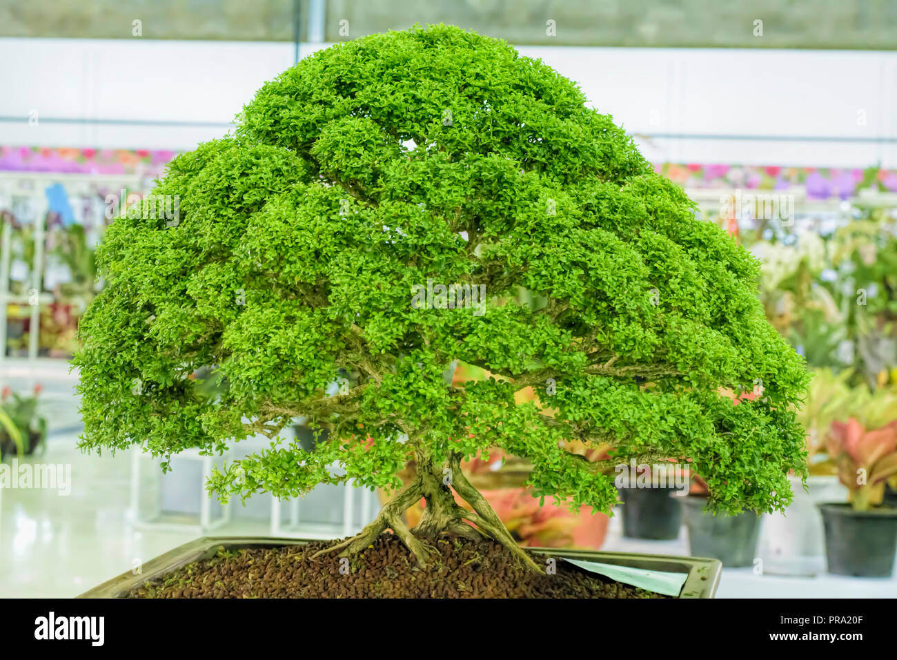 Small tree, cultivated with thai technique of bonsai Stock Photo - Alamy
