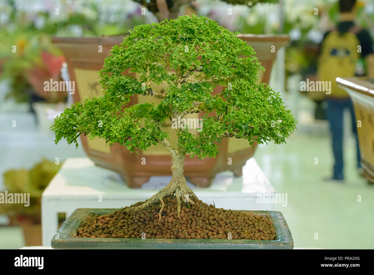 Small tree cultivated thai hi-res stock photography and images - Alamy