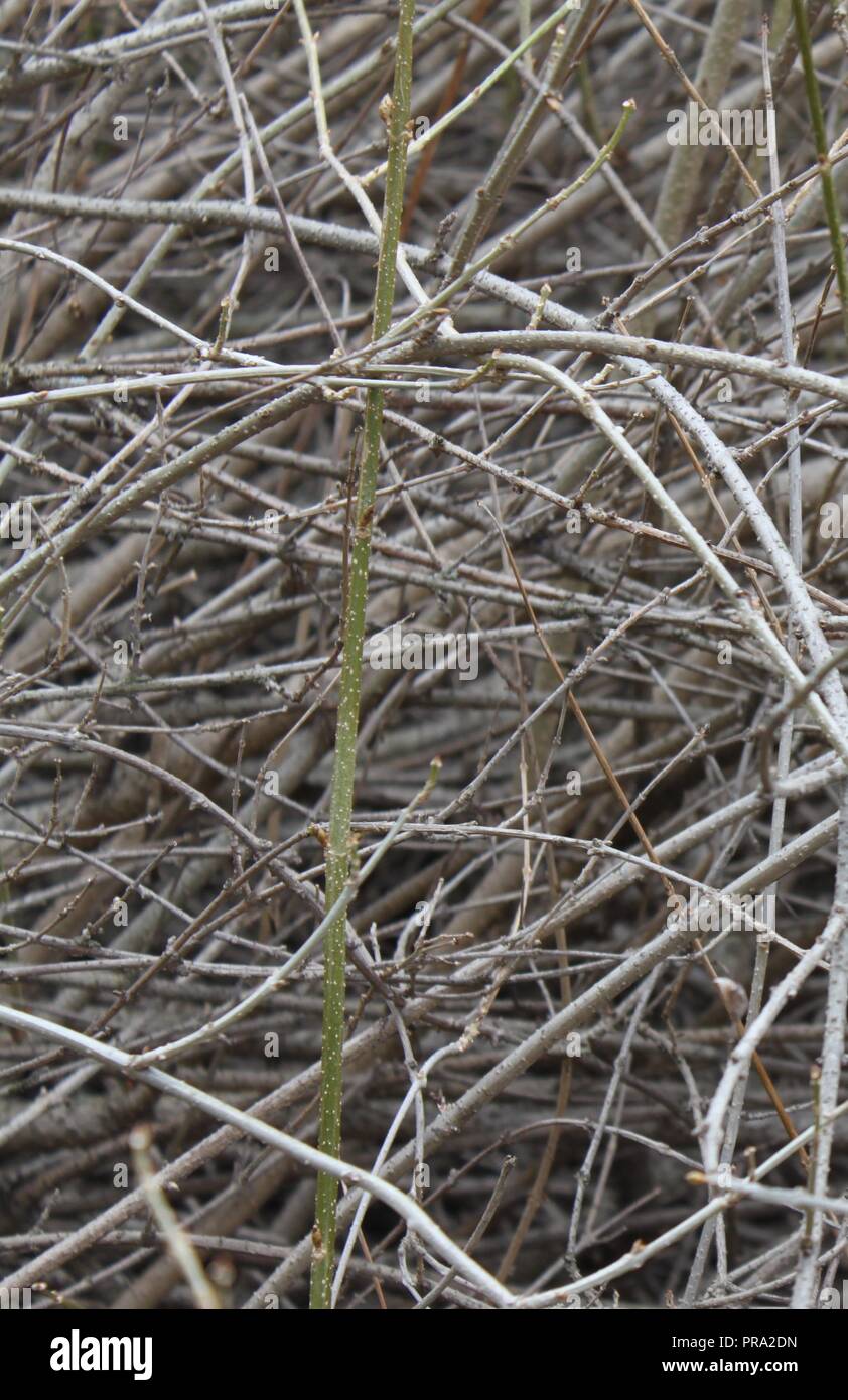 Green bush branch hi-res stock photography and images - Alamy