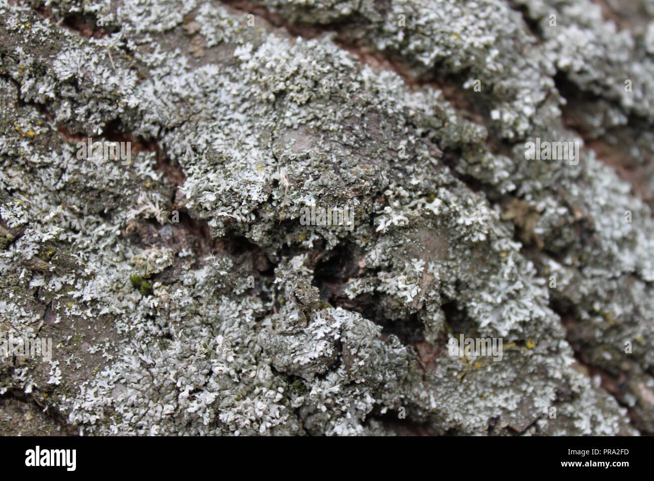 White lichen hi-res stock photography and images - Alamy