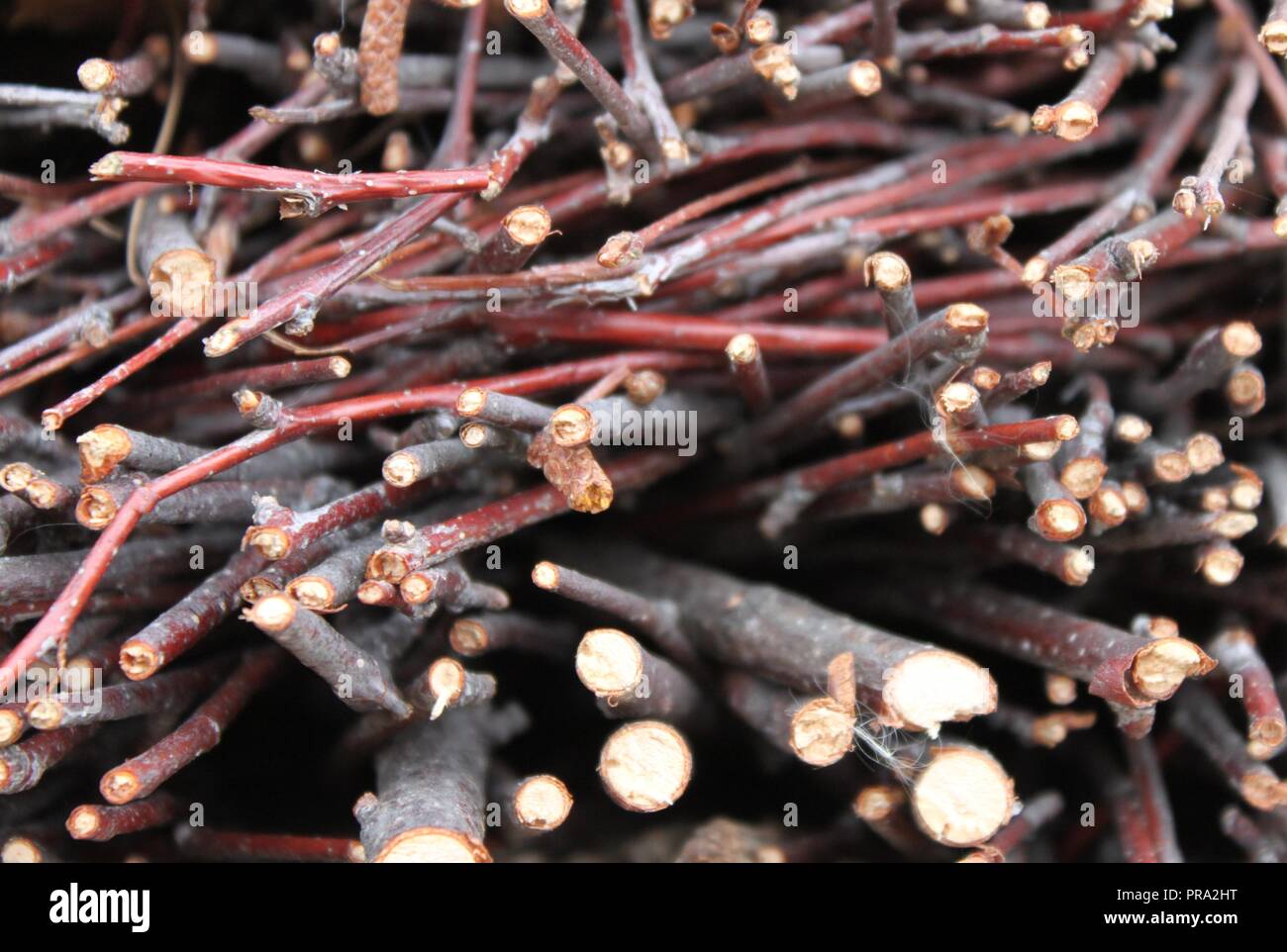 cross cut branches Stock Photo - Alamy
