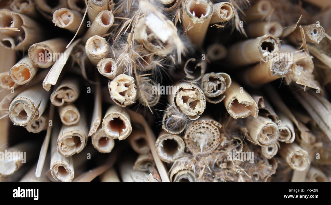 Stalks pattern hi-res stock photography and images - Alamy