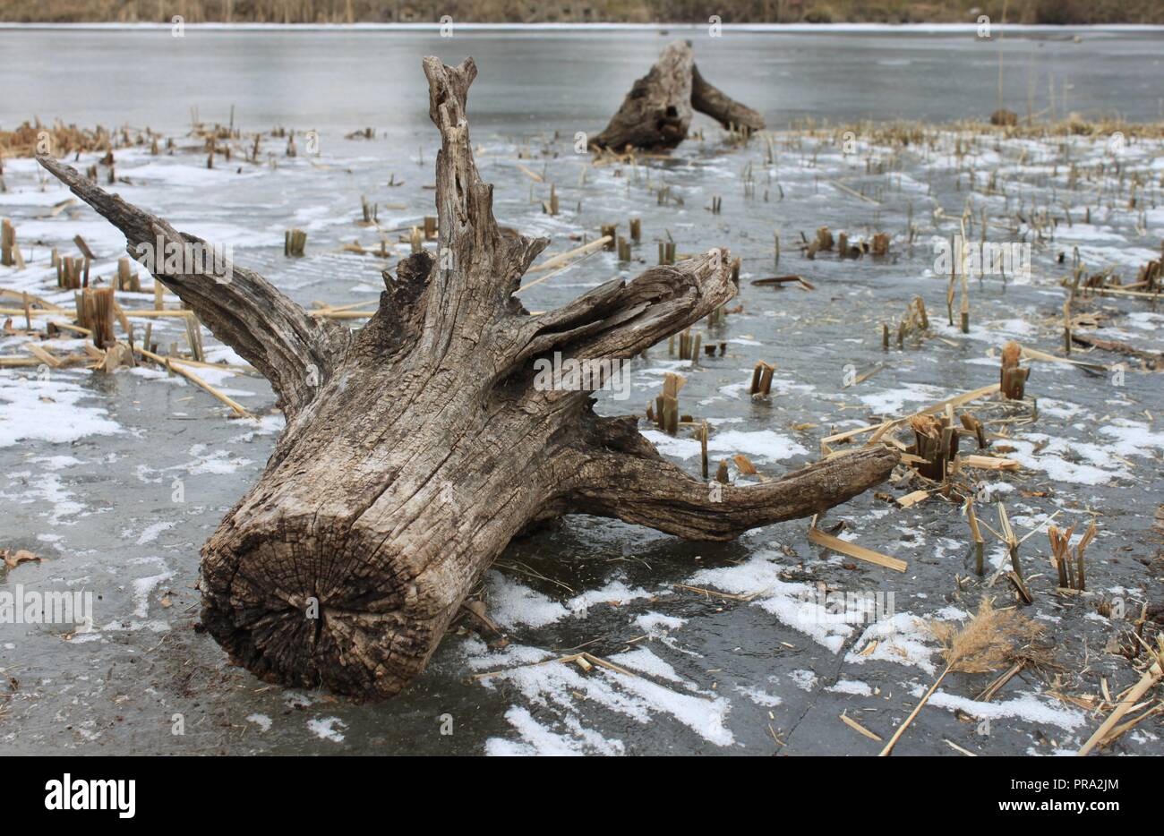 Low stump hi-res stock photography and images - Alamy