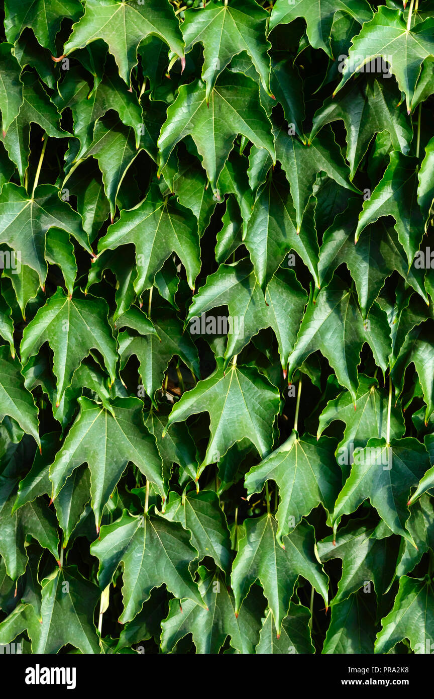 Hedge. "Boston ivy", "Wild grapes" on a concrete fence. Green curly ...