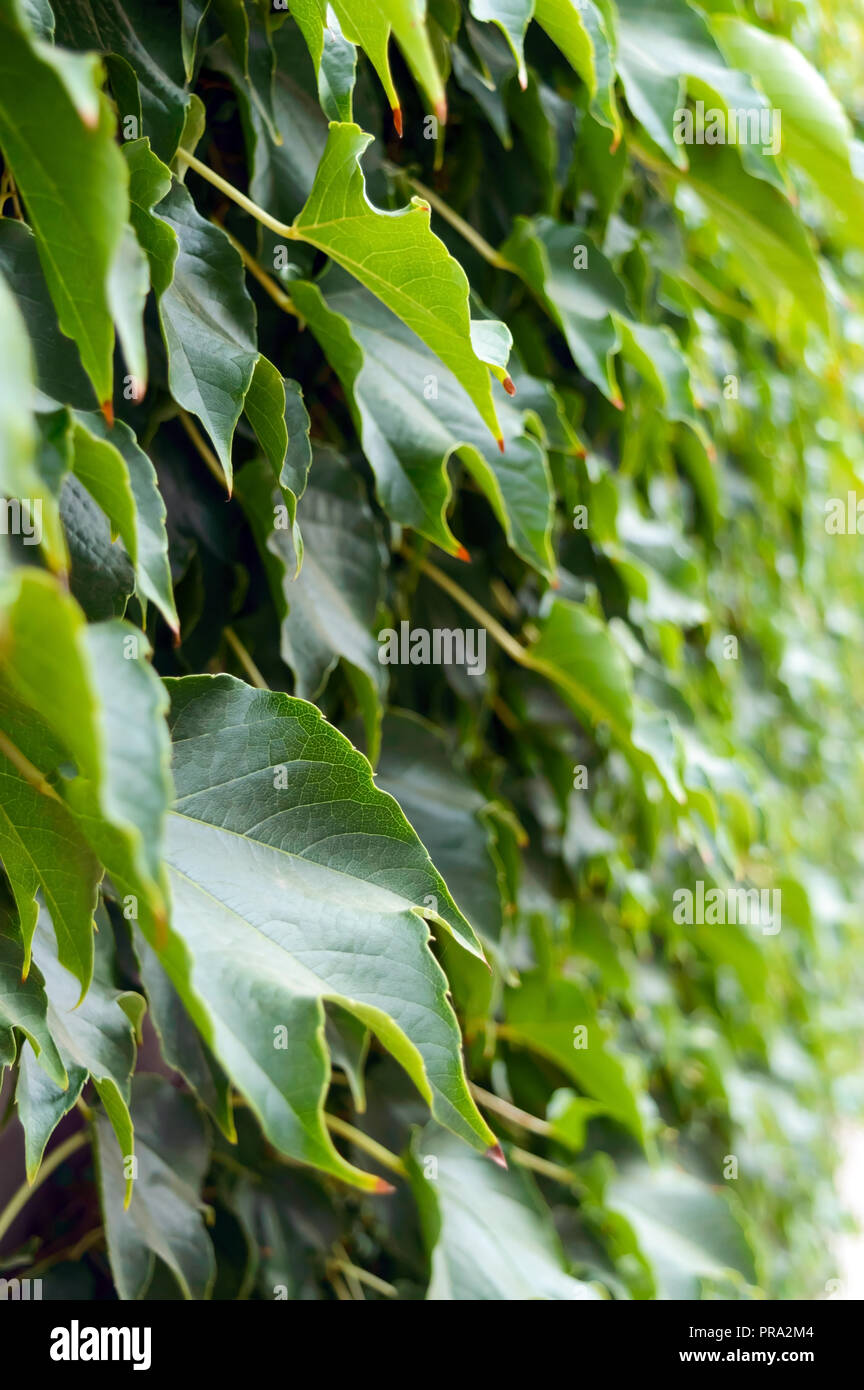 Curly Bush High Resolution Stock Photography and Images - Alamy