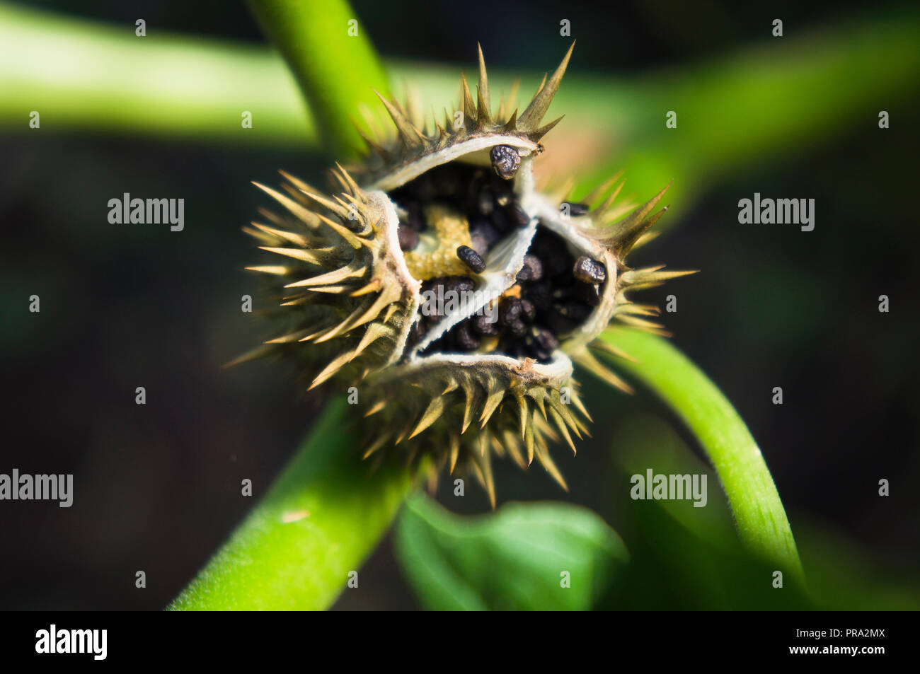 Datura stramonium, jimsonweed or devil's snare, a fatally toxic plant ...