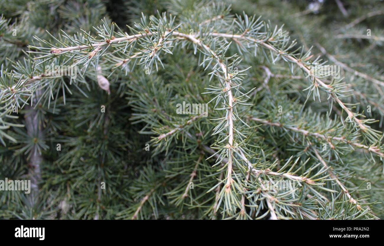 Fir tree texture hi-res stock photography and images - Alamy
