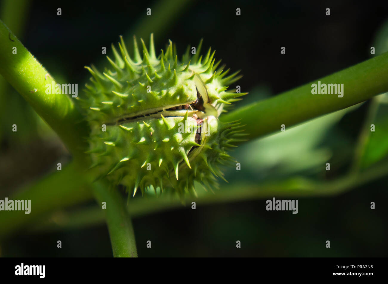 Datura stramonium, jimsonweed or devil's snare, a fatally toxic plant ...