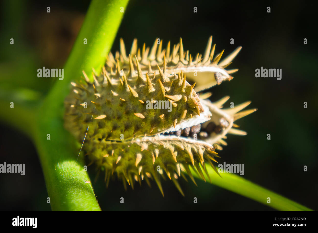 Datura stramonium, jimsonweed or devil's snare, a fatally toxic plant ...