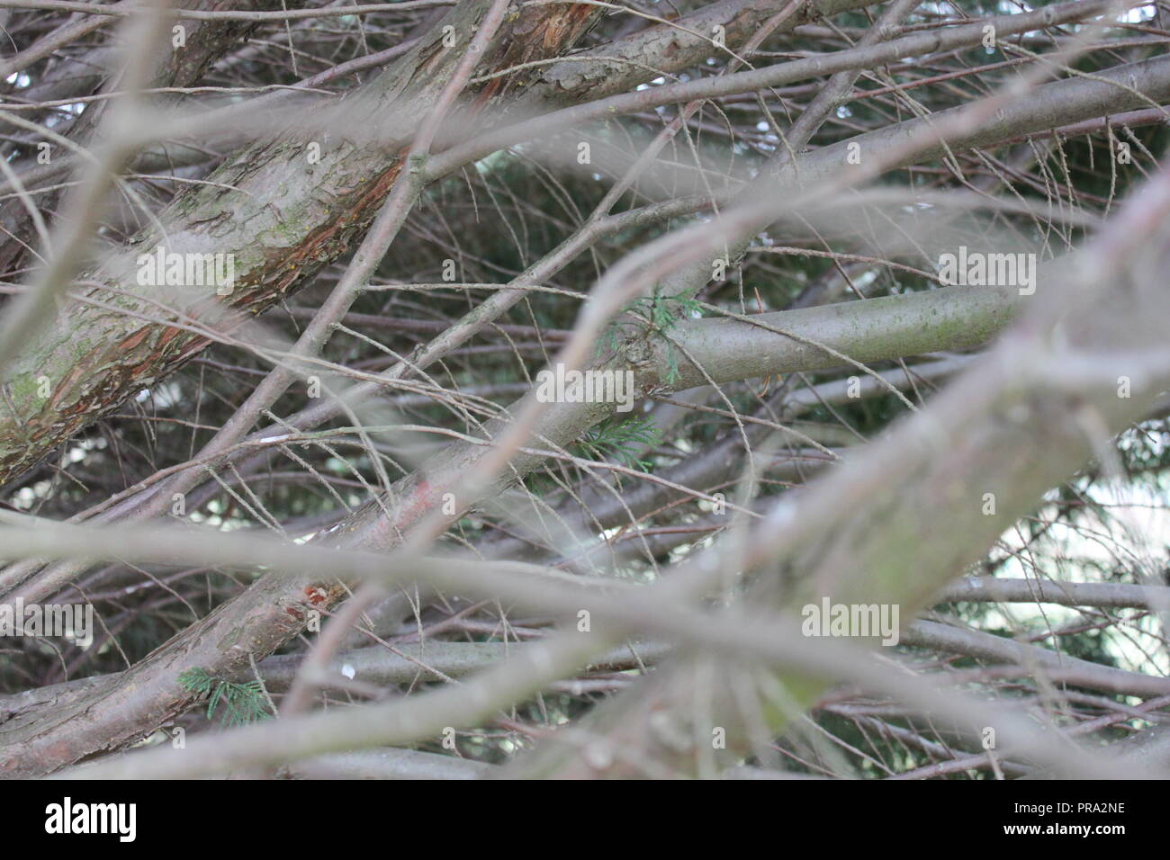 Trees with only branches hi-res stock photography and images - Alamy