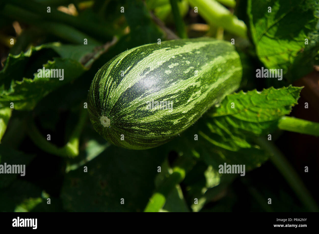 green, striped zucchini, zucchetti, courgette, Cucurbita pepo, pumpkin ...