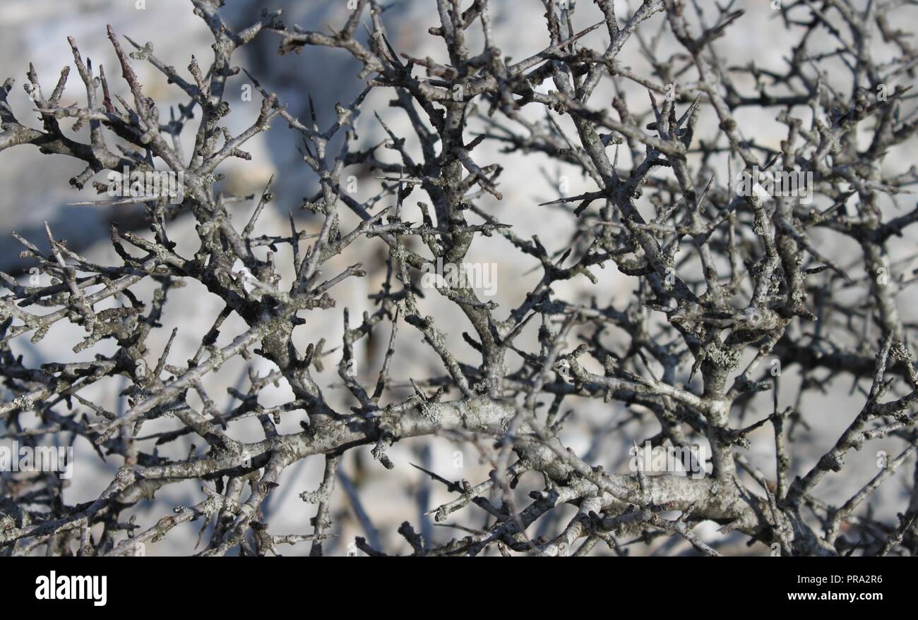 branches bush closeup Stock Photo - Alamy