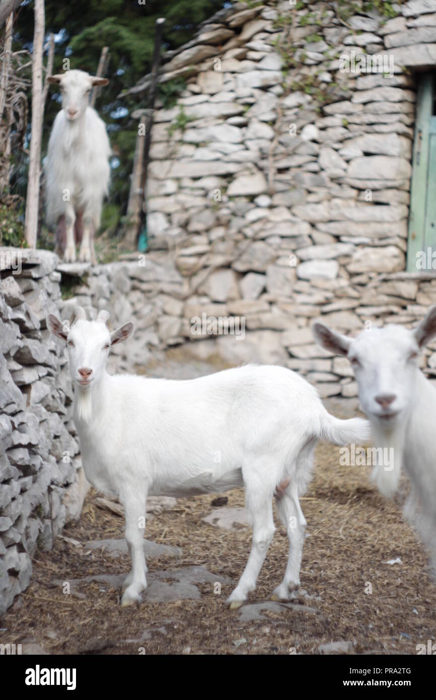 Eco farm of goats hi-res stock photography and images - Alamy