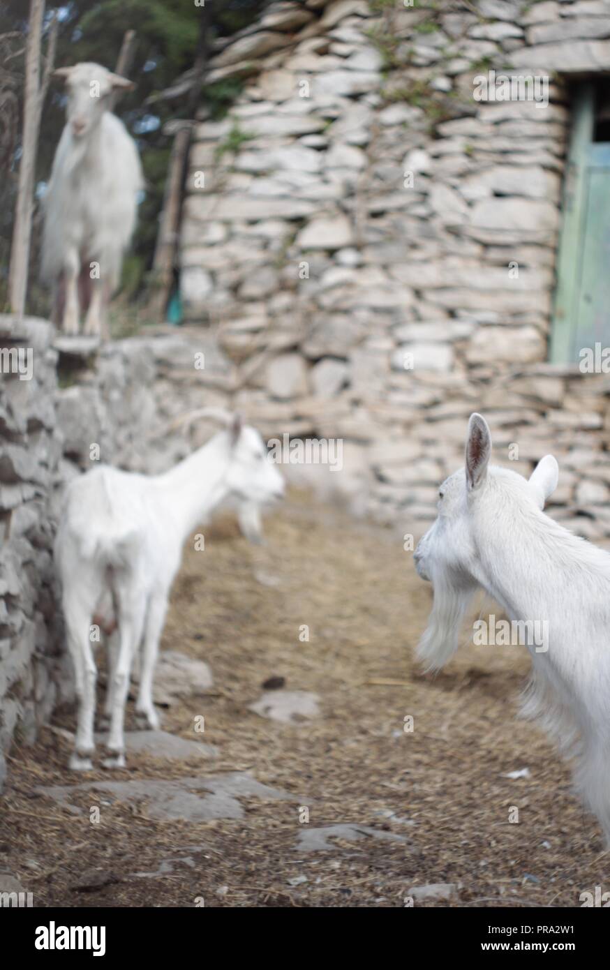 Goats on farm Stock Photo - Alamy