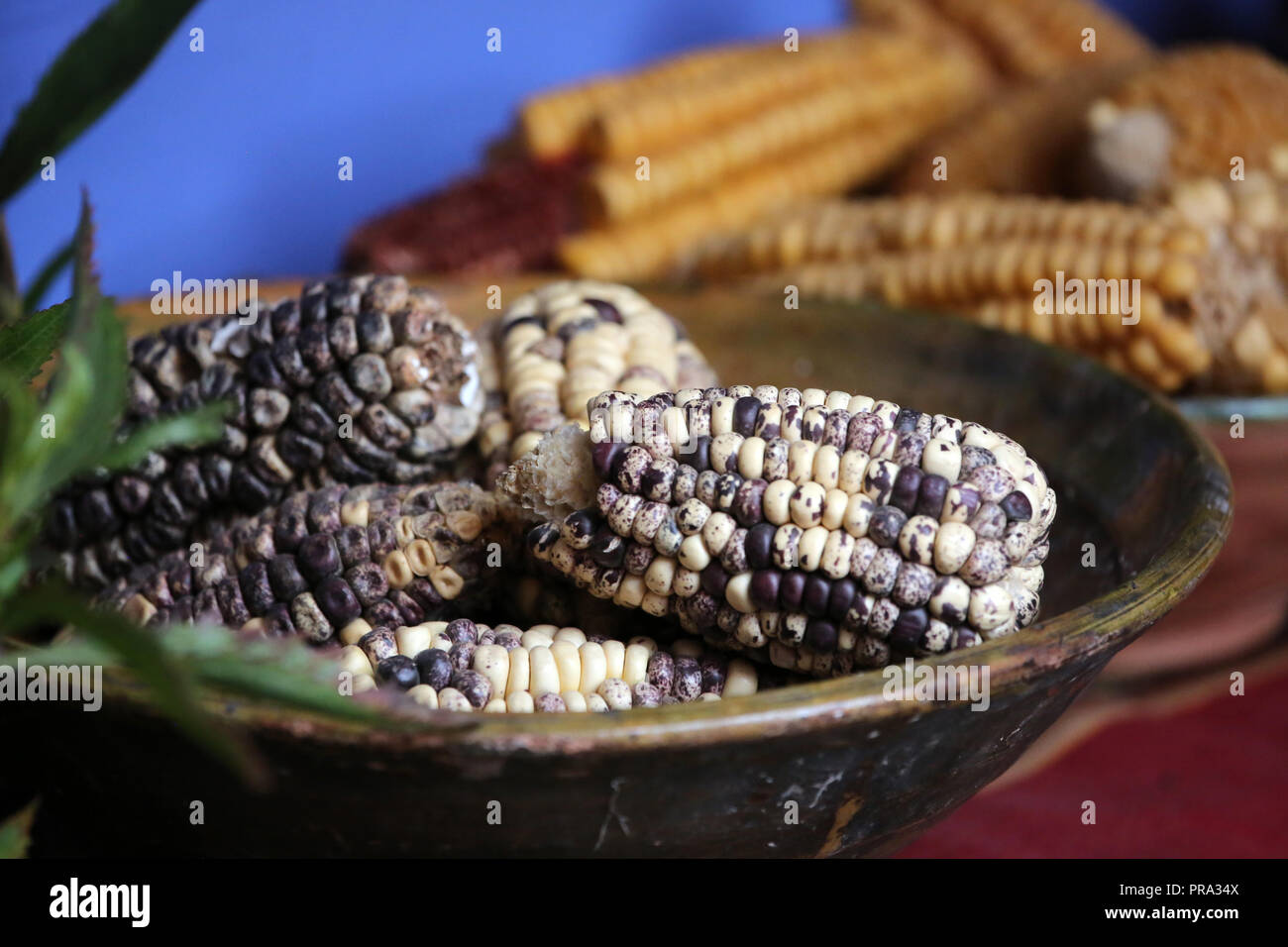 White and purple corn hi-res stock photography and images - Alamy