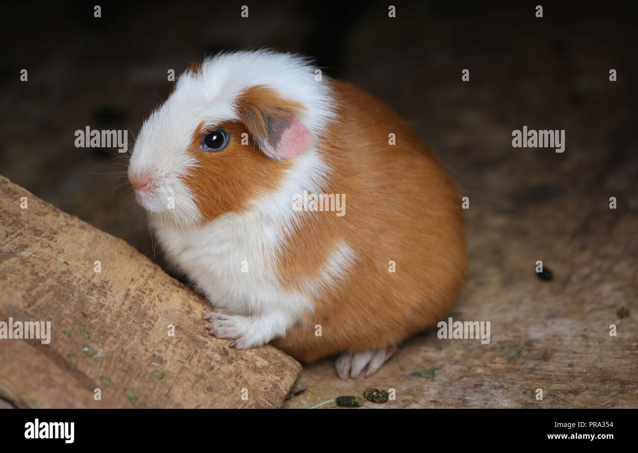 tan and white Guinea pig pet in home Stock Photo - Alamy