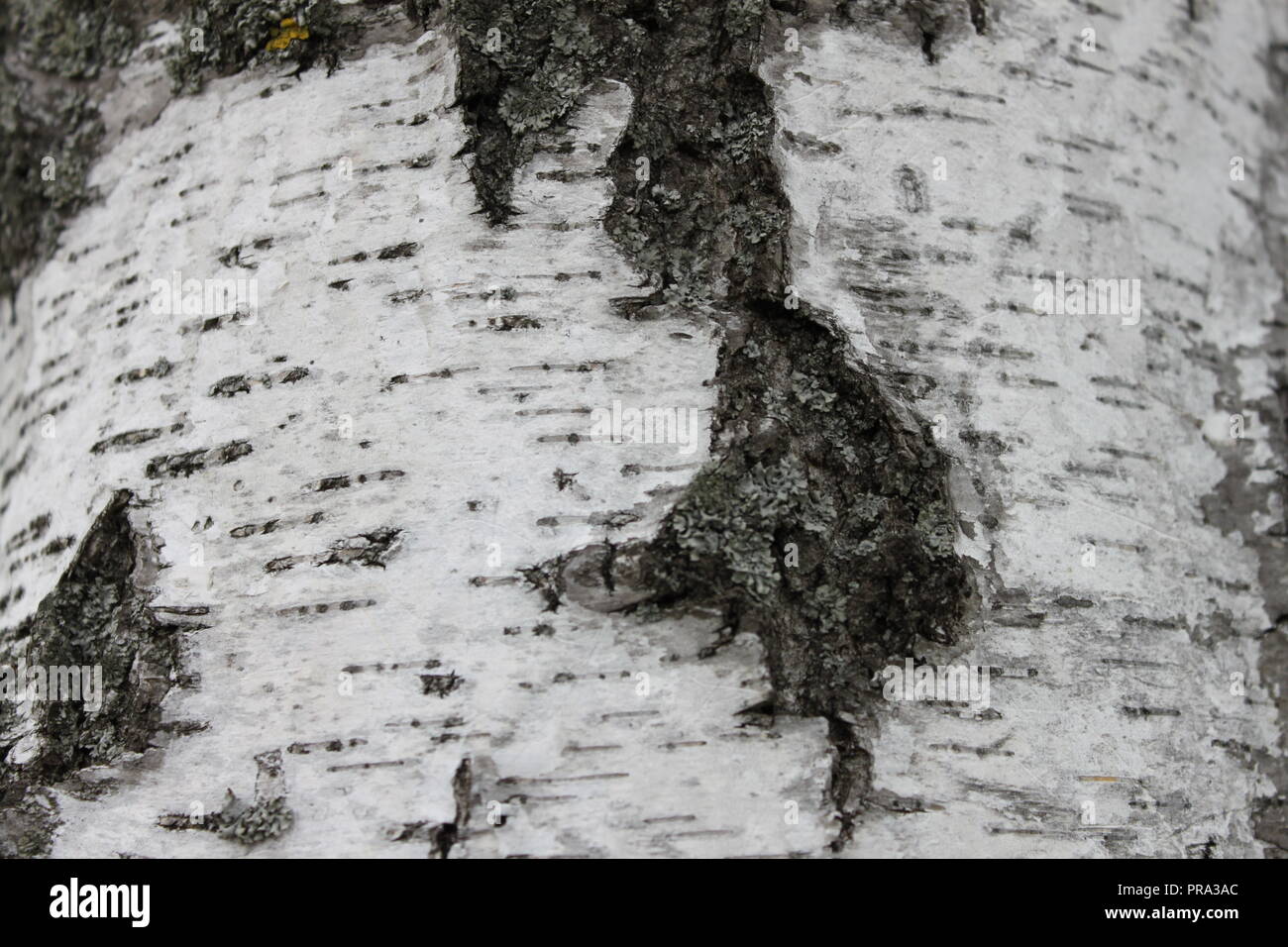 Birch cortex hi-res stock photography and images - Alamy