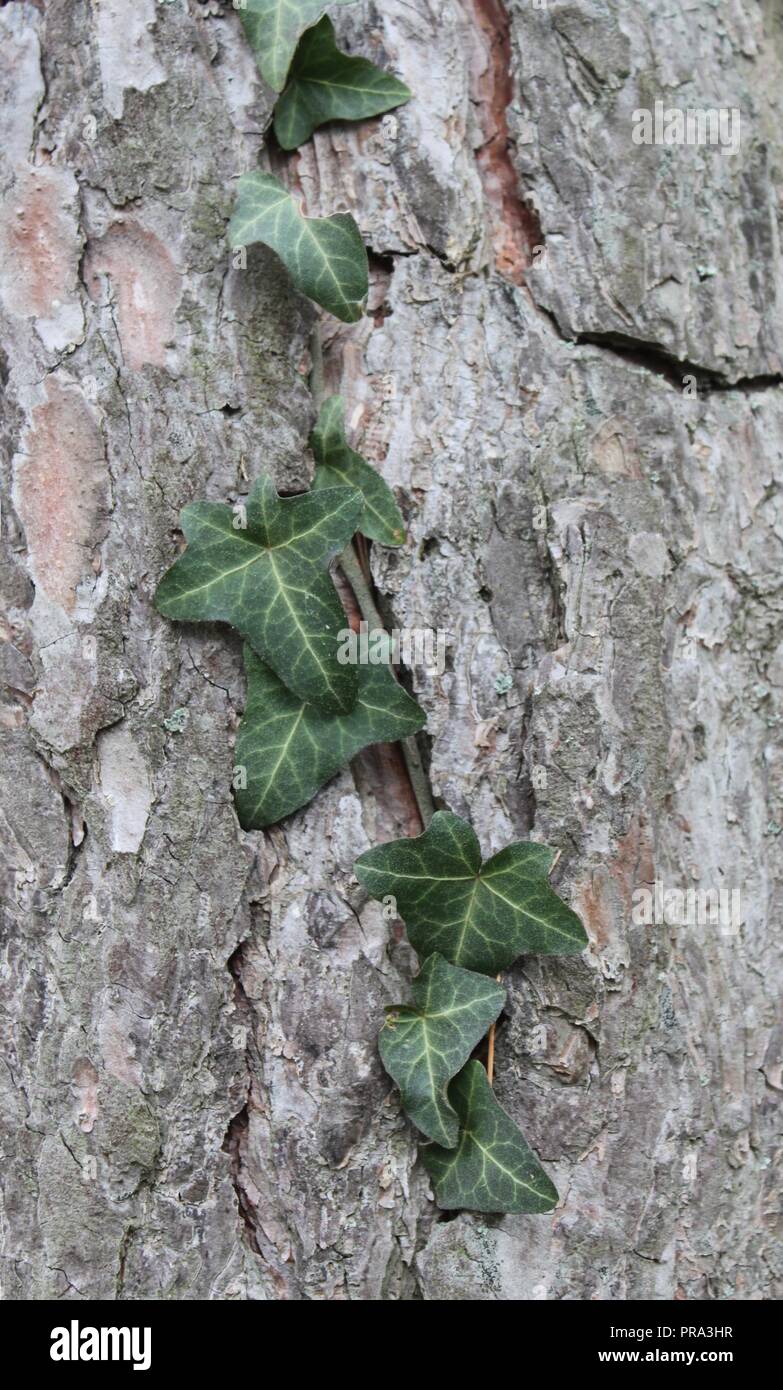 tree with Common Ivy growing on it Stock Photo - Alamy