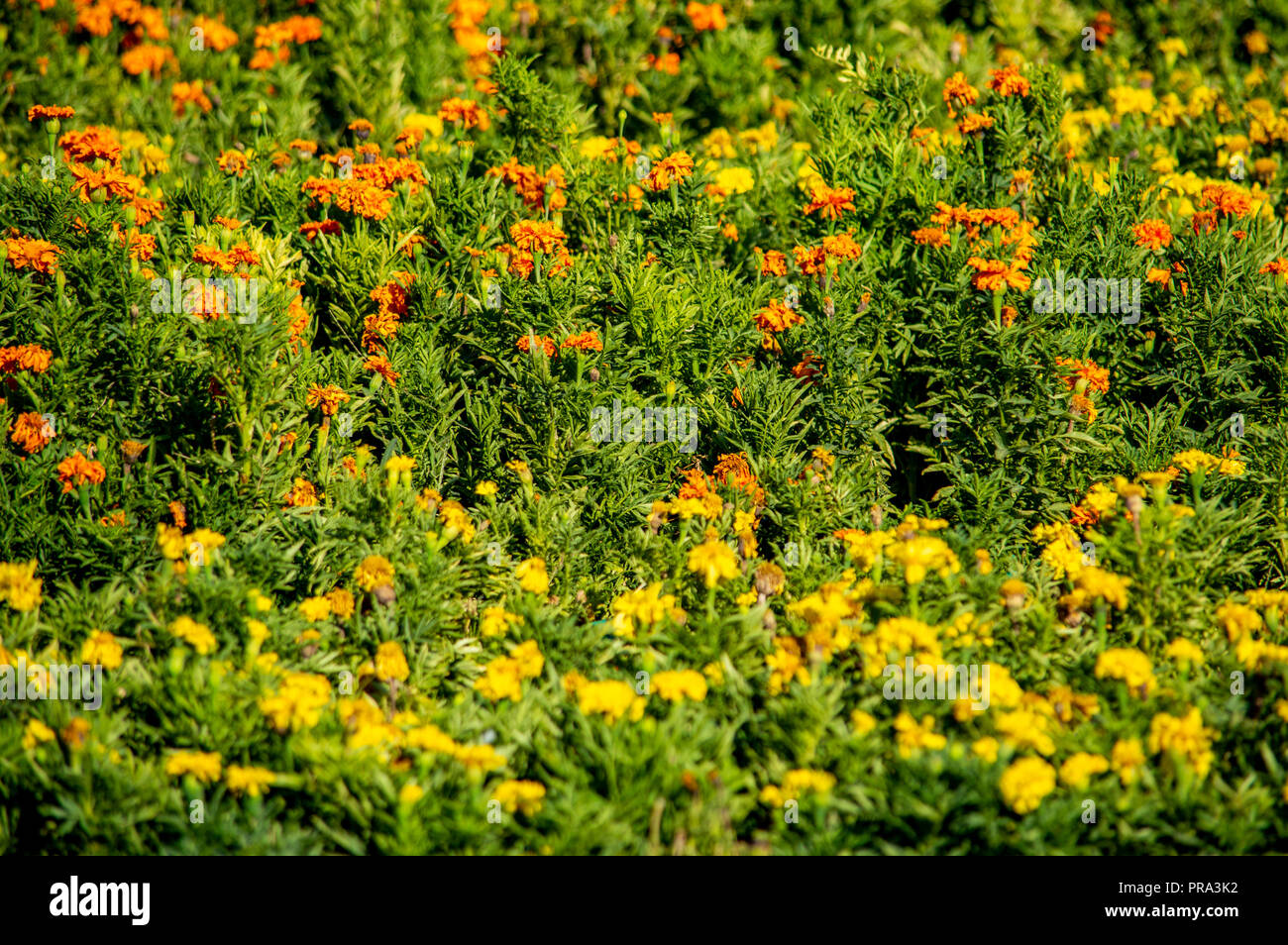 Orange and yellow flowers in a garden in Shiraz, Iran Stock Photo - Alamy