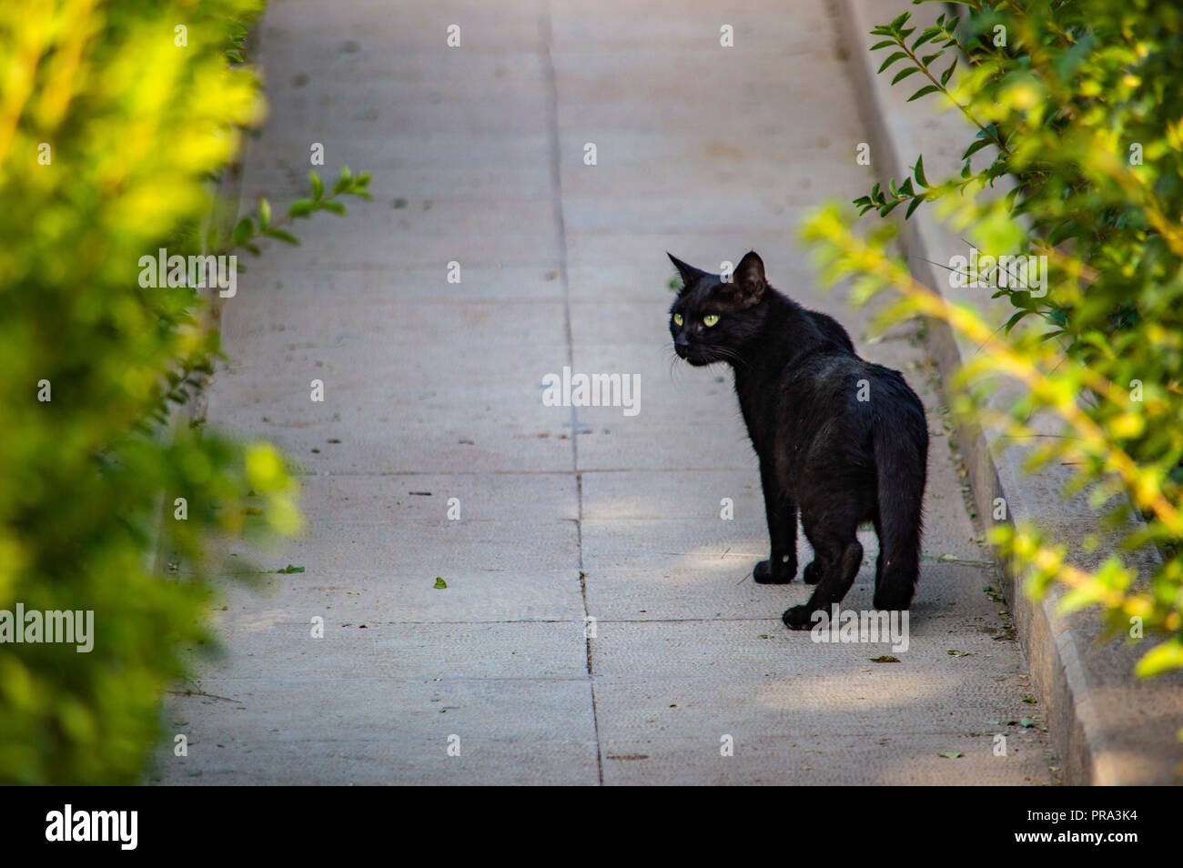 Shiraz cat hi-res stock photography and images - Alamy