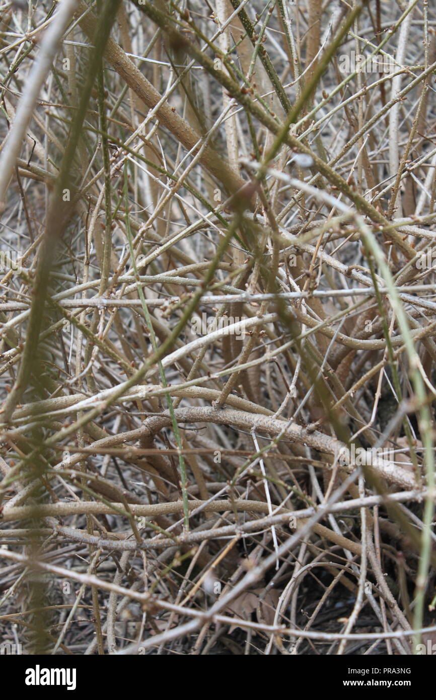 branches bush closeup Stock Photo - Alamy