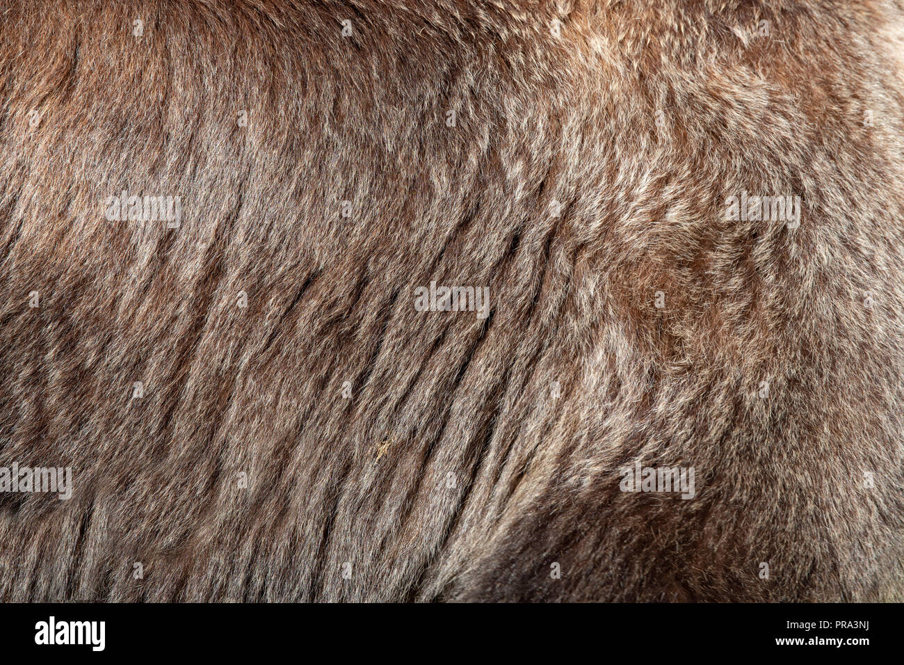 Animal fur texture hi-res stock photography and images - Alamy