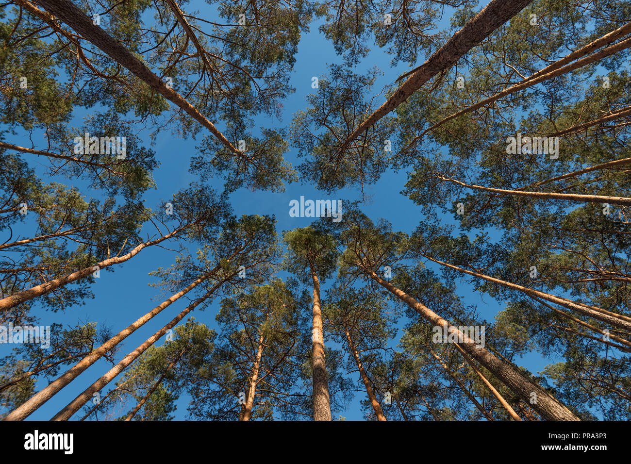 Bottom looking up view angle hi-res stock photography and images - Alamy