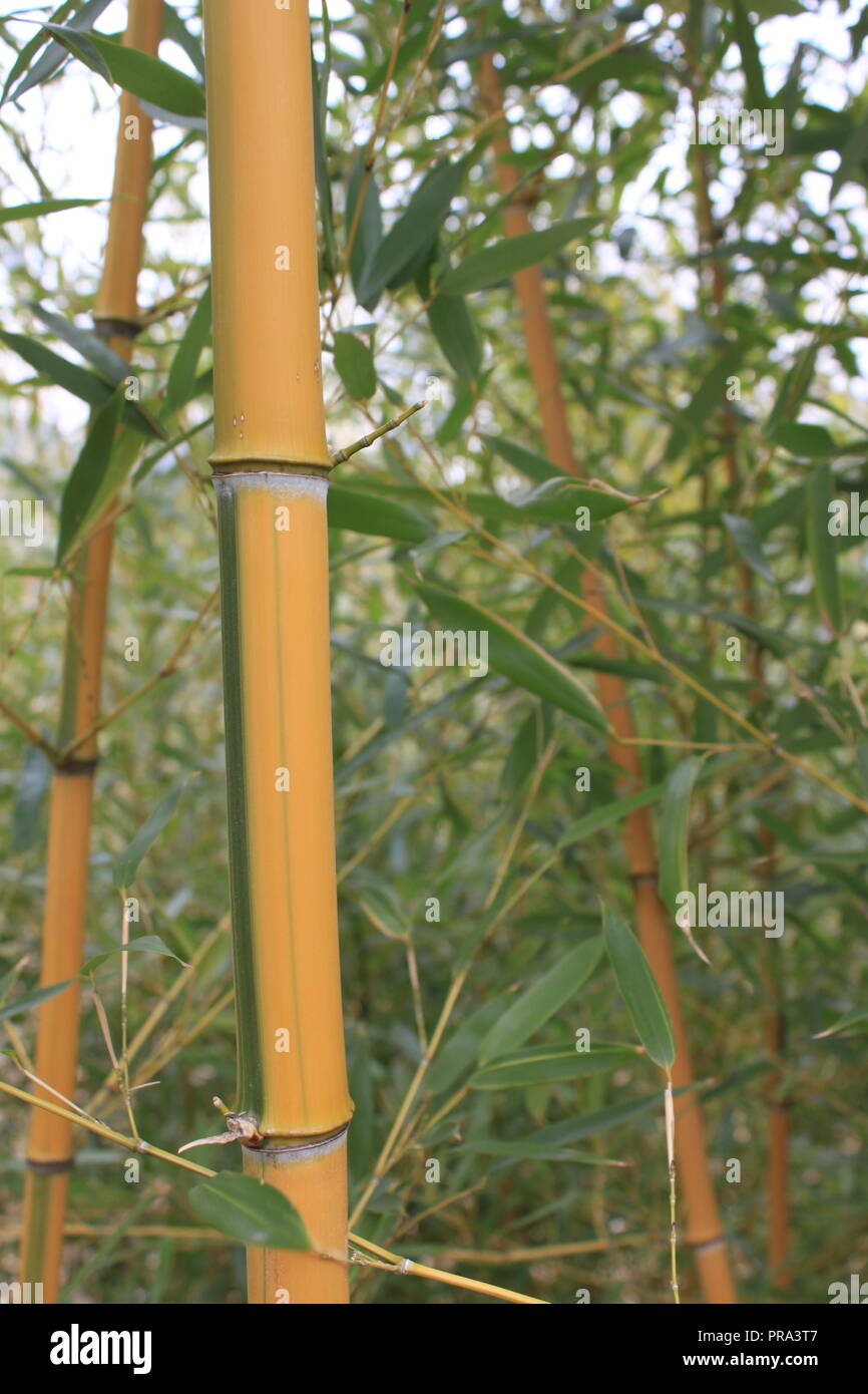 Large bamboo plant hi-res stock photography and images - Alamy