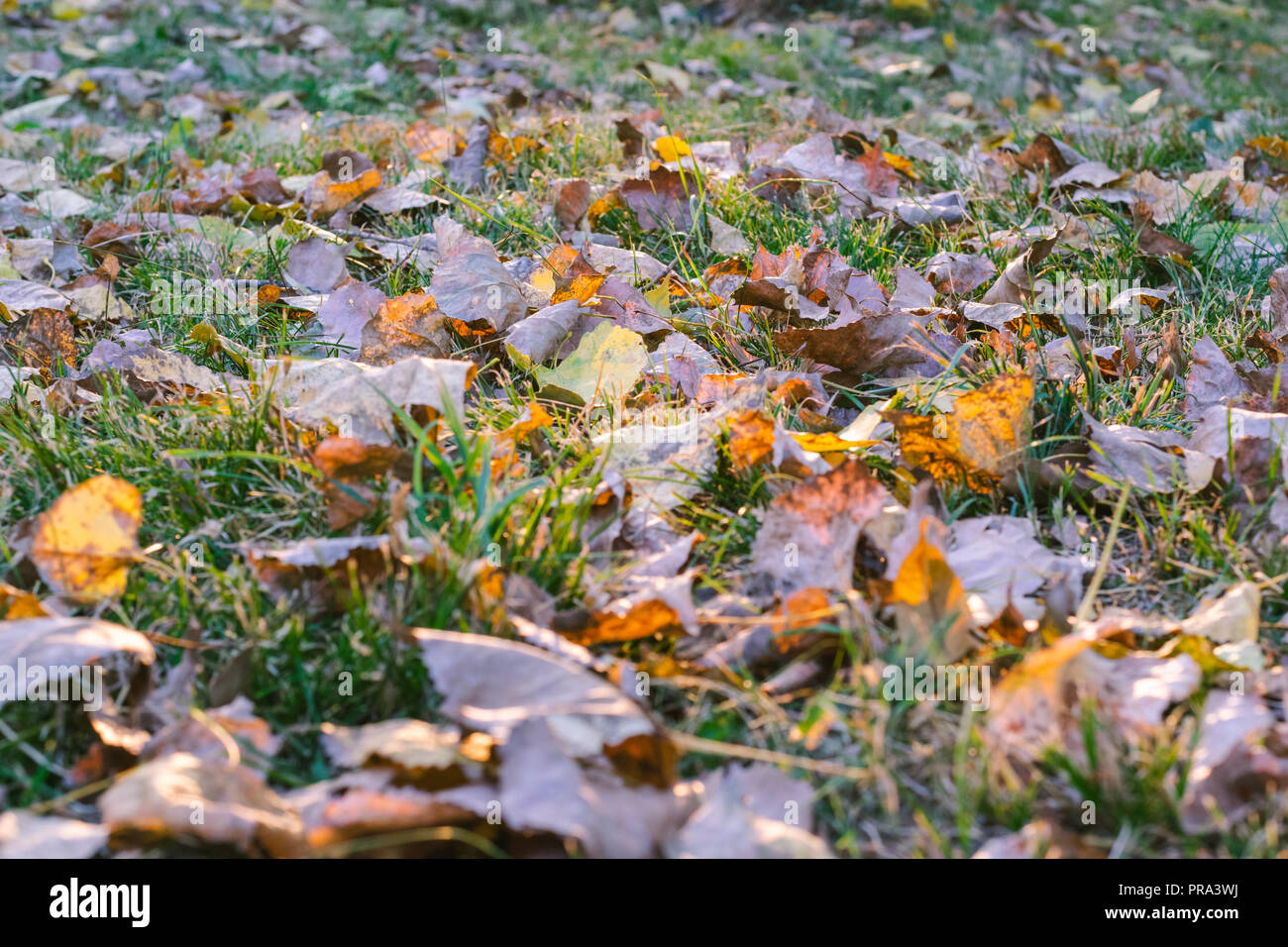 dried leaves closely photographed Stock Photo - Alamy