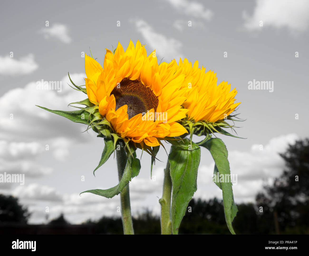 Side View Sunflower Giant Leaves