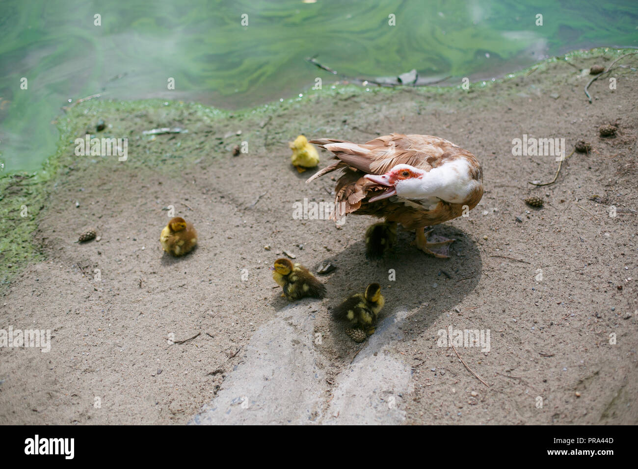 Yellow chicks hi-res stock photography and images - Alamy