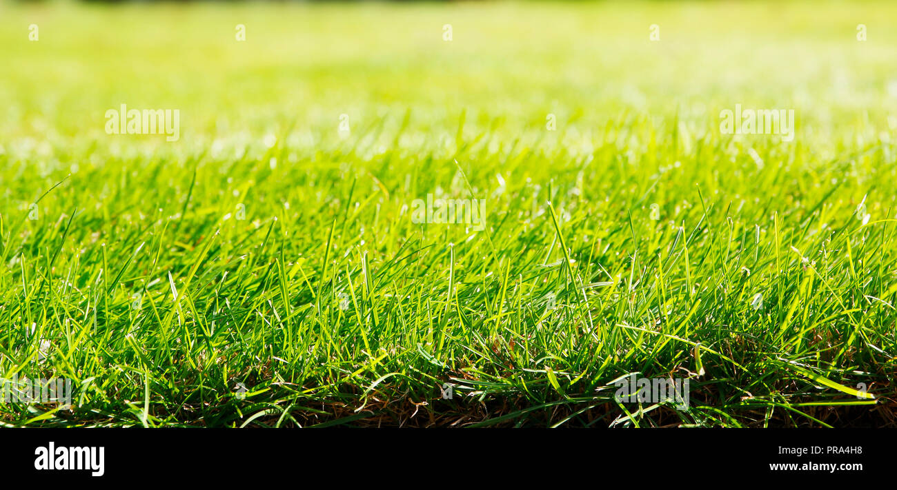 Grass banner hi-res stock photography and images - Alamy