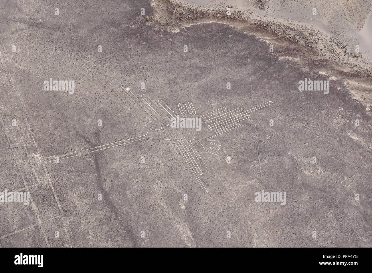 Nazca Lines, Hummingbird, the landmark of Peru Stock Photo - Alamy